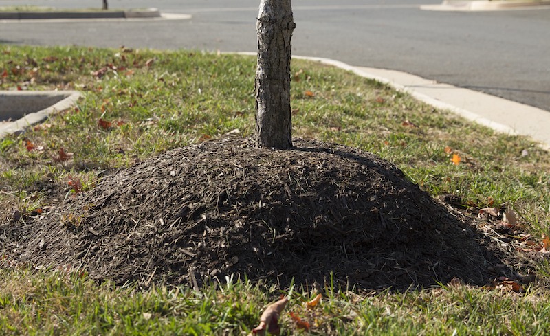 Mulch Piled Too High on Tree Trunk | Tree Fredericksburg